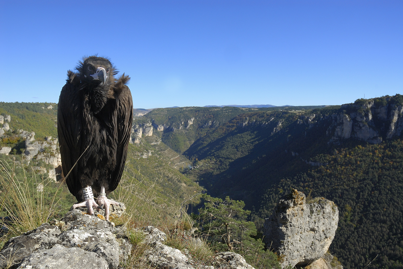 Parc National des Cévennes | CARnWAY